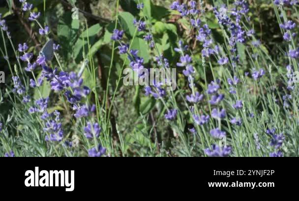 Blue purple butterfly sit on moving lavender flower and flutter its ...