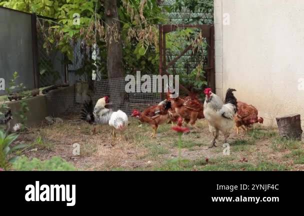 Rooster flaps wings and crowing in barn henhouse. White feather rooster ...