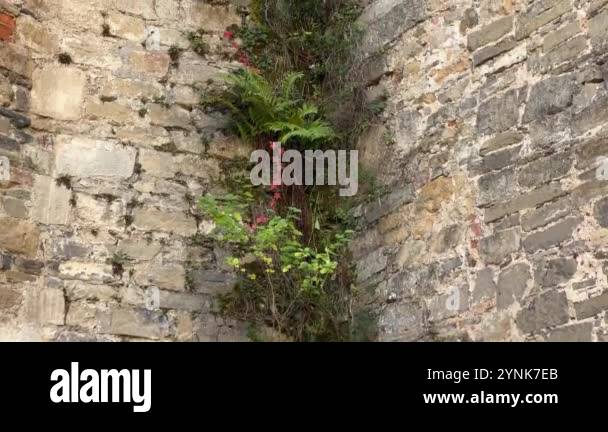Plants internal structure Stock Videos & Footage - HD and 4K Video ...