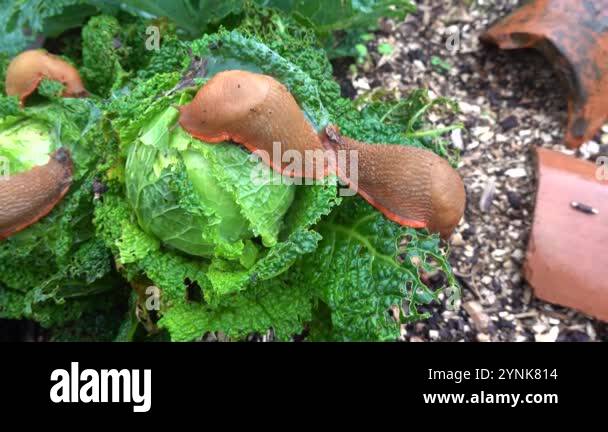 Multiple slugs crawling on cabbage leaves in a farm field, highlighting ...