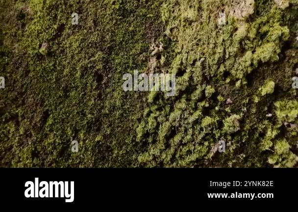 High wall walls Stock Videos & Footage - HD and 4K Video Clips - Alamy