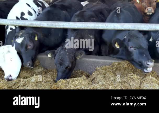A scene depicts several black and one black and white cow eating hay ...