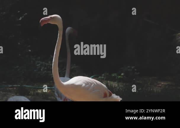 Flamingo legs Stock Videos & Footage - HD and 4K Video Clips - Alamy
