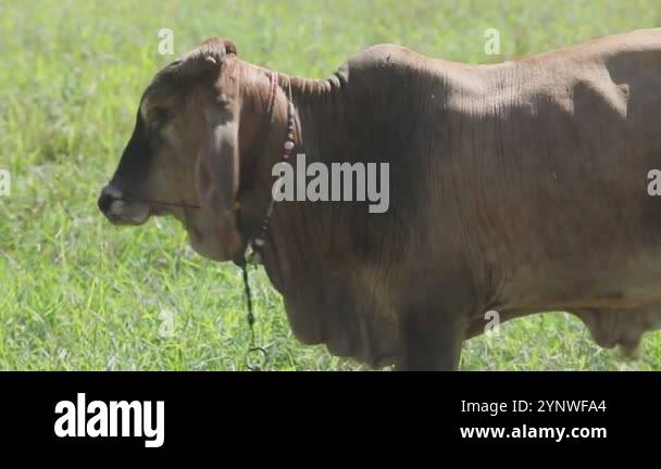 Cow standing in grass Stock Videos & Footage - HD and 4K Video Clips ...
