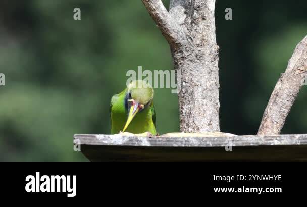 Beauty green toucan family bird Emerald toucanet (Aulacorhynchus ...