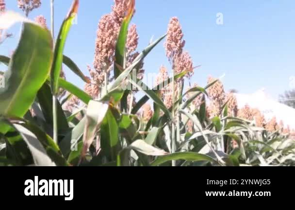 Lush green sorghum plants sway gently under a clear blue sky ...