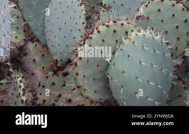 This captivating footage showcases the detailed features of cacti ...