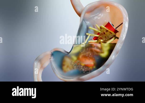 Stomach with Junk food, unhealthy hamburger and pizza and fries ...