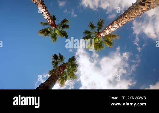Static shot footage shows three palm trees from low angle. Blue sky and ...