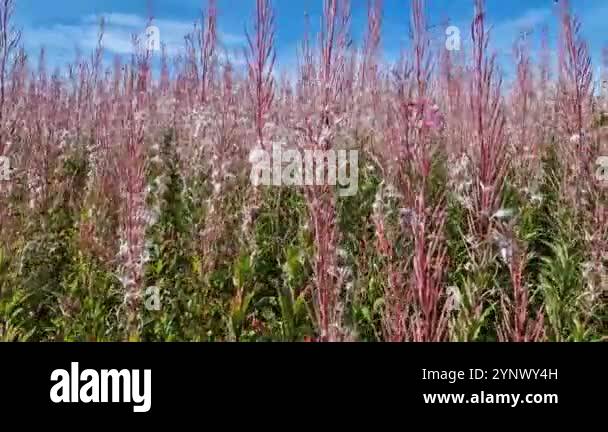 Fireweed epilobium angustifolium flowering Stock Videos & Footage - HD ...