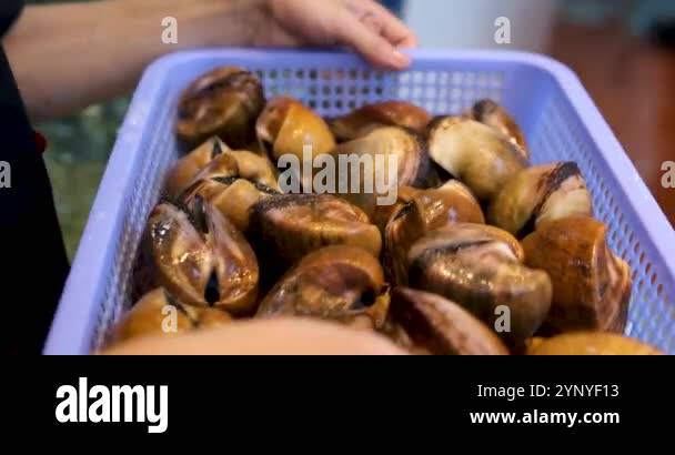 bivalve mollusks Bivalves, or Plate-gilled Bivalvia Bivalva ...