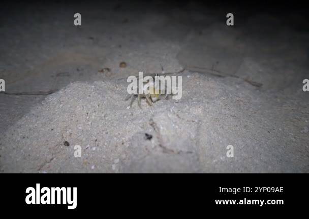 A wounded crab with a swollen large claw on the beach. Night. The light ...