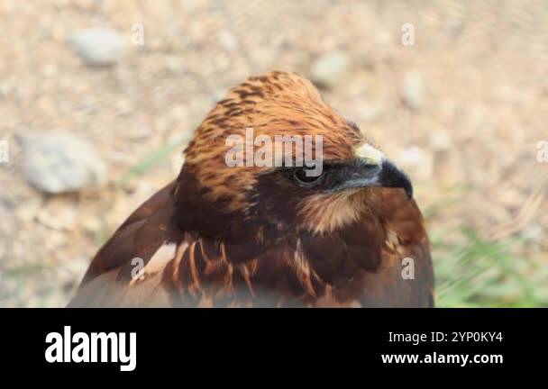 Close up of bird of prey falcon in a zoo cage. Wild birds of the hawk ...