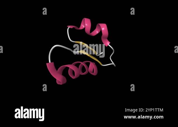 Structure of Ruminococcin C1 antimicrobial peptide. Animated 3D cartoon ...