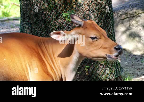 Banteng, Bos javanicus or Red Bull. It is a type of wild cattle But ...