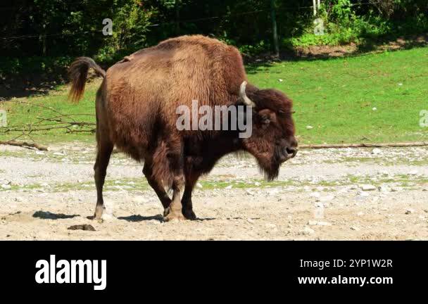 The American bison or simply bison, also commonly known as the American ...