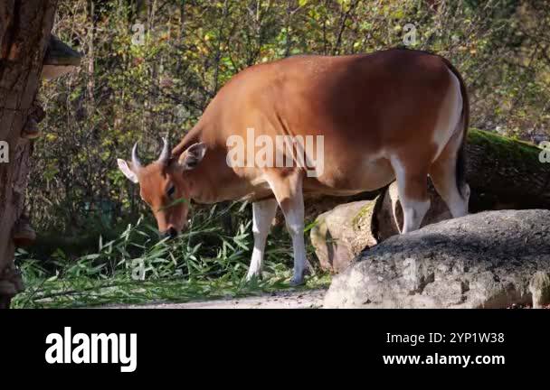 Banteng, Bos javanicus or Red Bull. It is a type of wild cattle But ...