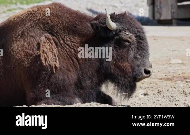 The American bison or simply bison, also commonly known as the American ...