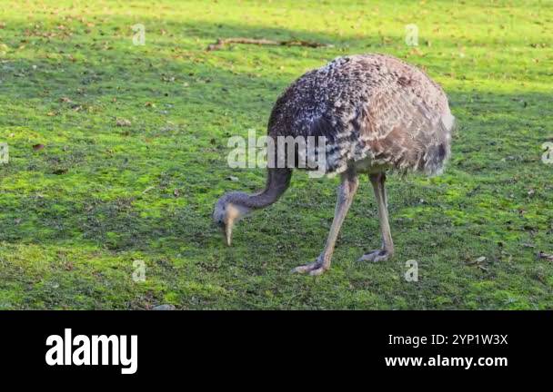Darwin's rhea, Rhea pennata, also known as the lesser rhea Stock Video Footage - Alamy