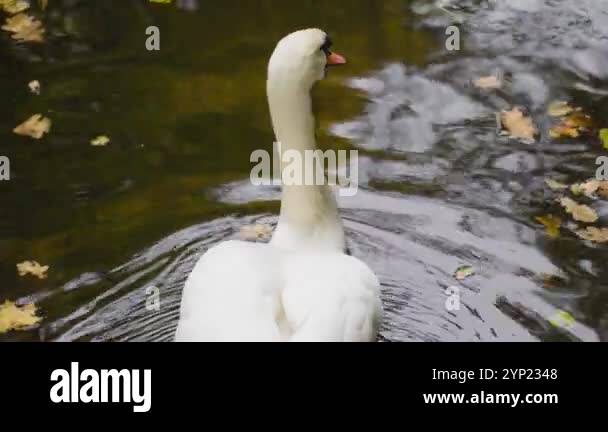 Neck turning swan Stock Videos & Footage - HD and 4K Video Clips - Alamy