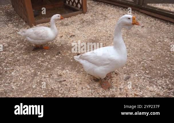 White and gray geese walk around fenced area, turning their heads in ...