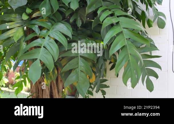 Tropical monstera pinnatipartita houseplant Stock Videos & Footage - HD ...