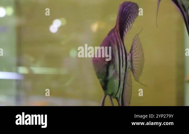 A breathtaking freshwater fish that uniquely showcases a variety of ...