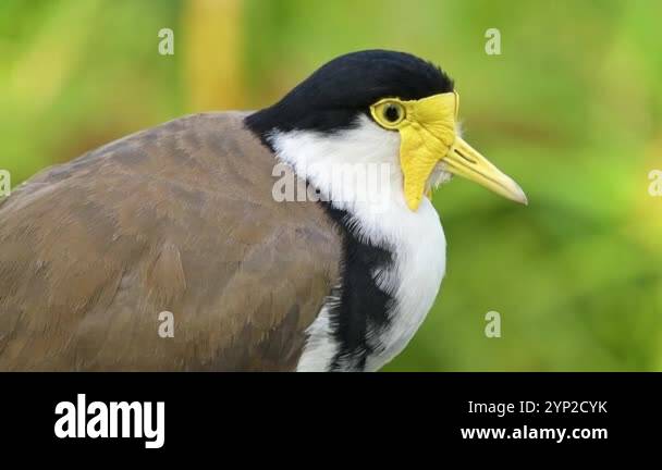The masked lapwing is a large, common, and conspicuous bird native to ...