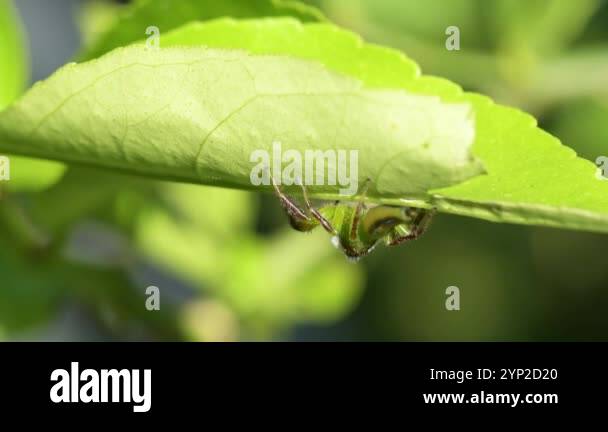 Sole species Stock Videos & Footage - HD and 4K Video Clips - Alamy