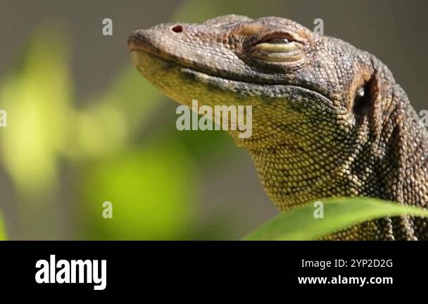 Mertens water monitor, also called commonly Mertens's water monitor is a species of lizard in ...