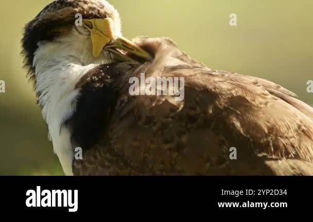 The masked lapwing is a large, common, and conspicuous bird native to ...
