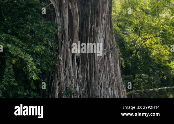 Shot large banyan tree Stock Videos & Footage - HD and 4K Video Clips ...
