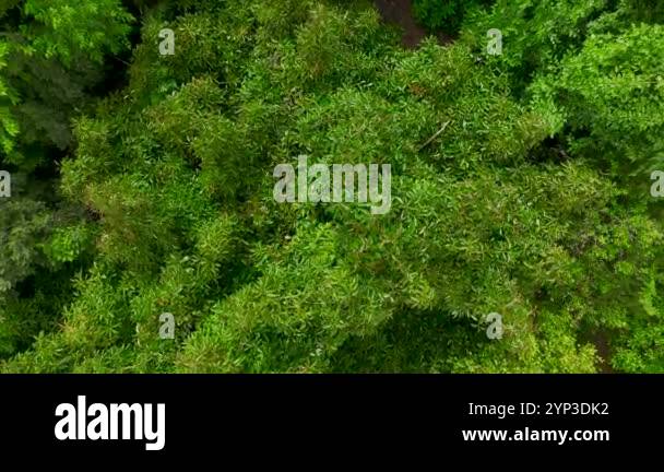 Dense foliage green leaves Stock Videos & Footage - HD and 4K Video ...