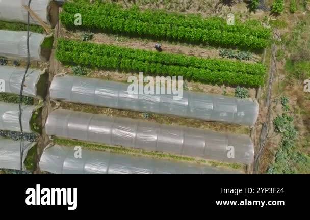 Expansive plantations Stock Videos & Footage - HD and 4K Video Clips - Alamy
