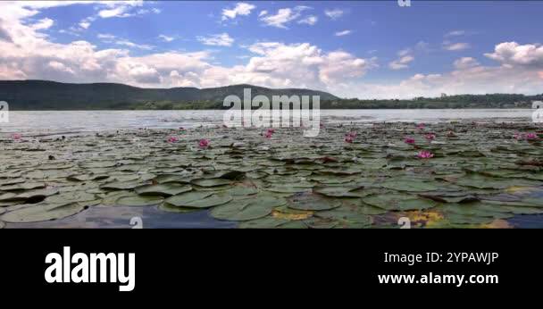 Anamorphic Lens - Spring landscape with water lilies on Lake Comabbio ...