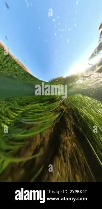 Vertical video. Immersive slow-motion underwater perspective with lush ...