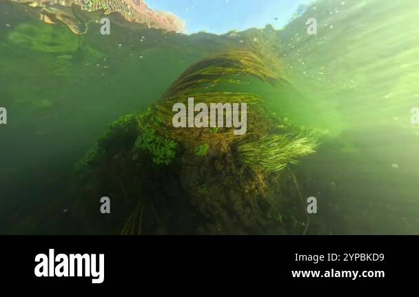 Dynamic underwater perspective of river plants bending gracefully in ...