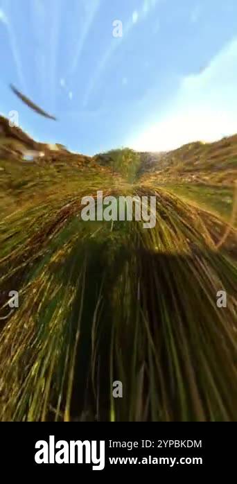 Vertical video. Immersive underwater scene with plants bending ...