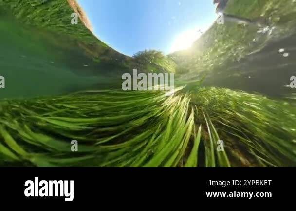 Underwater rivers plants Stock Videos & Footage - HD and 4K Video Clips ...