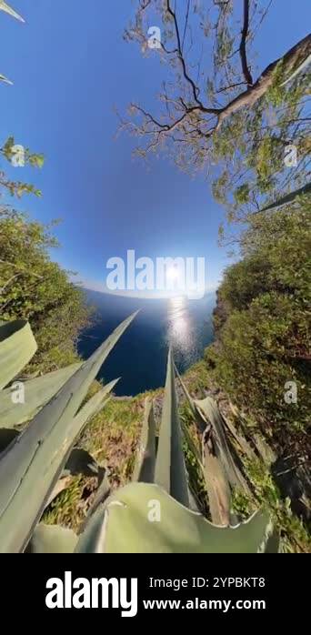 Vertical video. Circular perspective of cactus plants and greenery ...