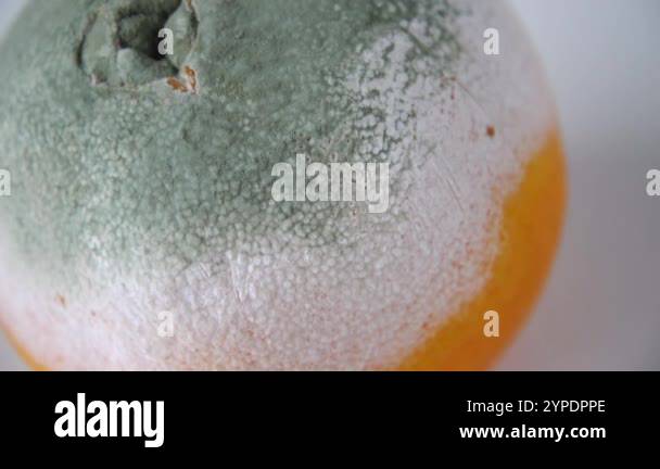 A detailed close-up of mold growth on an orange peel, highlighting the ...