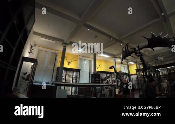 Famous museum animals Stock Videos & Footage - HD and 4K Video Clips ...