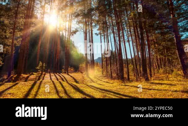 Mountain evergreen pine tree forest time lapse at the summer or autumn ...