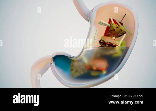 Stomach with Junk food, unhealthy hamburger and pizza and fries ...