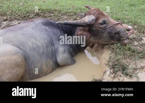 Southeast Asian buffalo Soak your body in mud to reduce heat from the ...