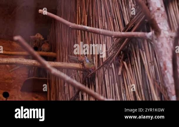 Aviary birds Stock Videos & Footage - HD and 4K Video Clips - Alamy