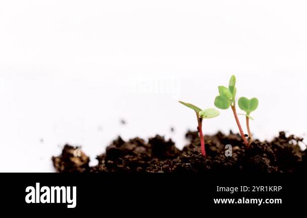 Sprout Stock Videos & Footage - HD and 4K Video Clips - Alamy