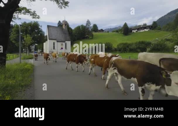 June 27, 2024. Obersdorf, Germany. Shepherds from Bavaria, Germany move ...