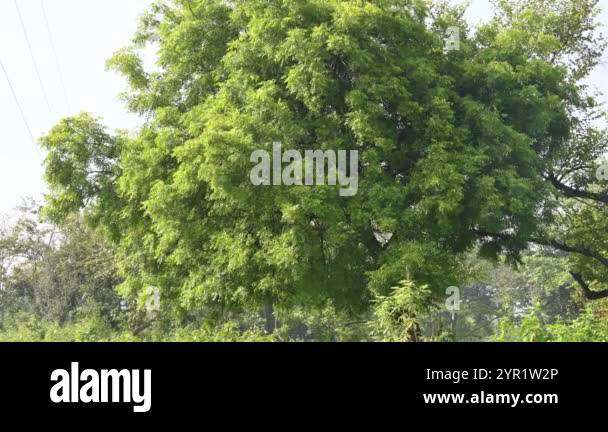 Neem tree neem Stock Videos & Footage - HD and 4K Video Clips - Alamy