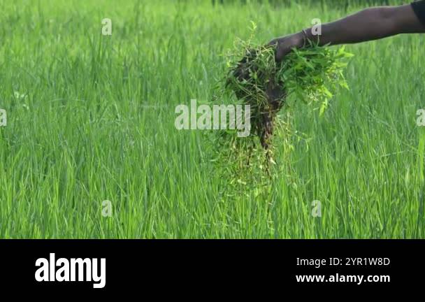 Farmer removing the weeds in rice field. The Farmer is removing grass ...